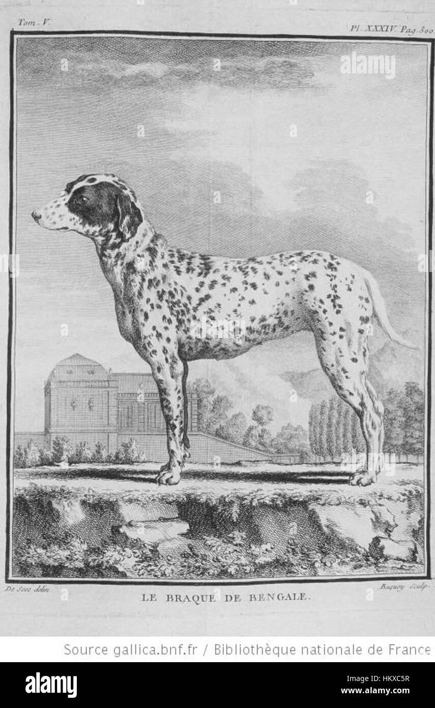 'Braque de Bengale', an illustration from Buffon’s natural history ...