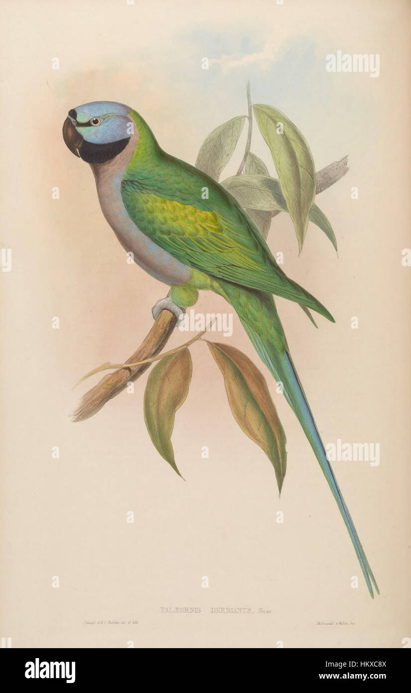 A vibrant illustration of birds from Asia, highlighting diverse species ...