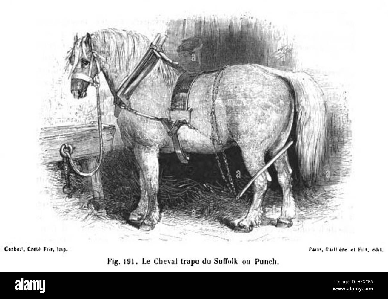 Old suffolk punch hi-res stock photography and images - Alamy