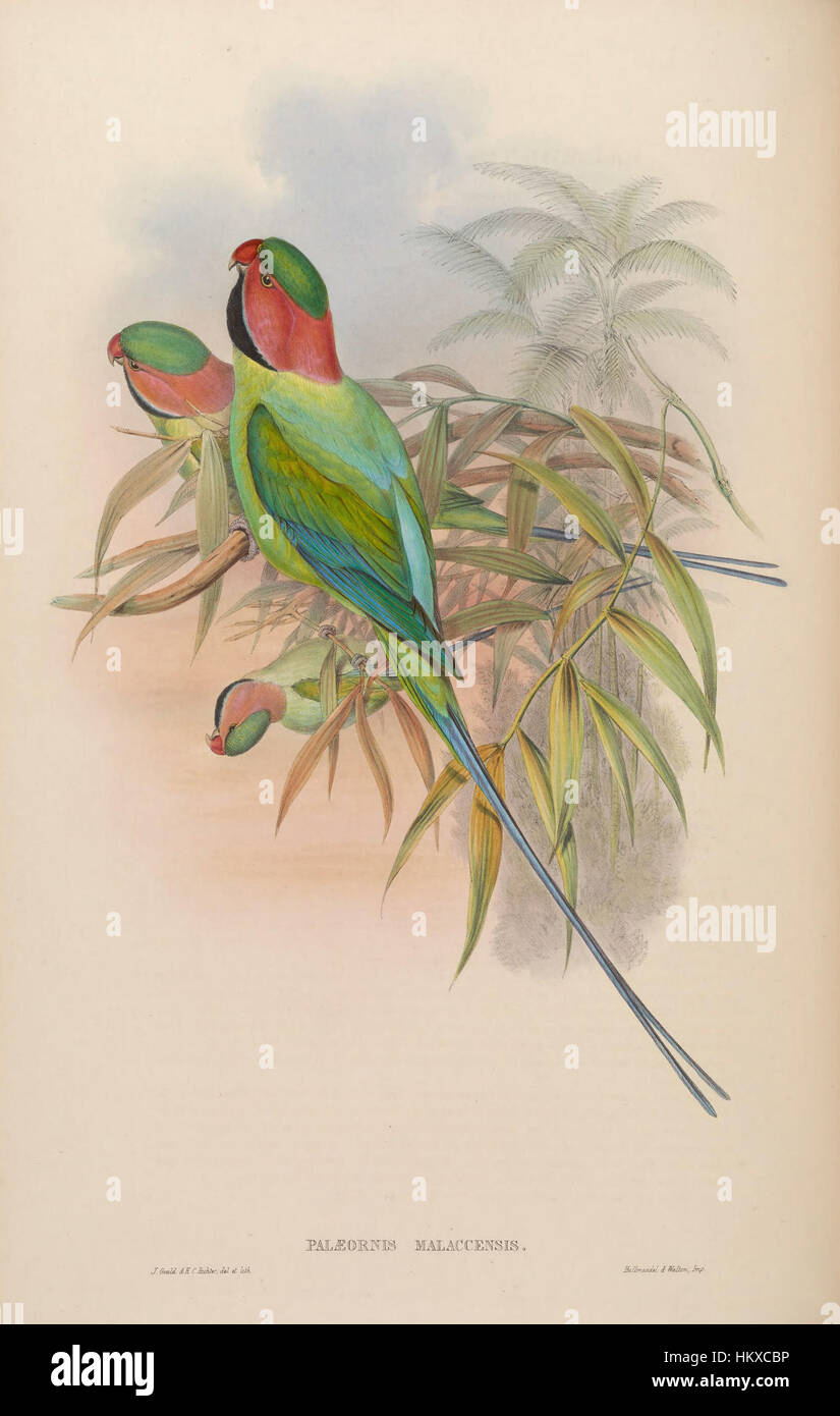 This artwork features birds from Asia, created by the artist John Go ...