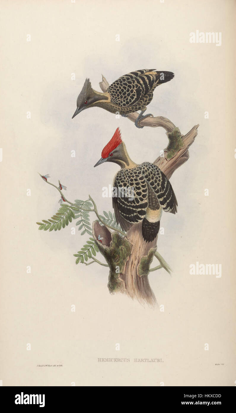 This painting depicts birds native to Asia, showcasing the artist's ...