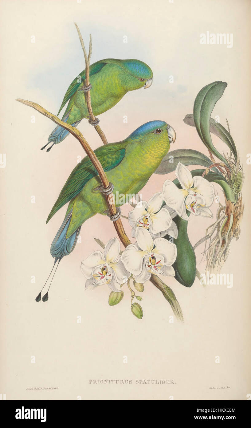 'BirdsAsiaJohnGoVIGoul 0064' is an artwork focused on the birds native ...