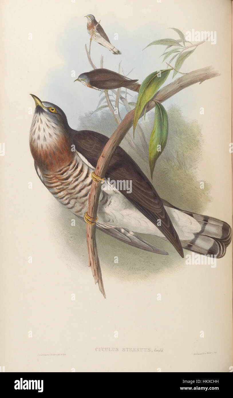 This artwork by John Go features a detailed portrayal of birds native ...