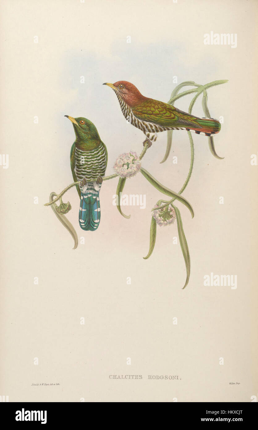 This artwork showcases various birds native to Asia, highlighting their ...