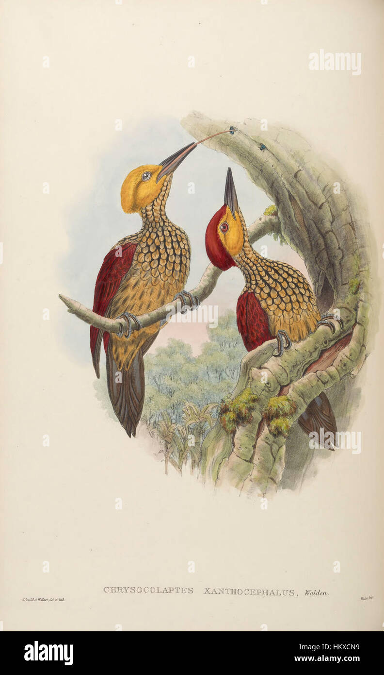 This artwork titled 'Birds Asia John Go VIGoul 0156' captures a diverse ...