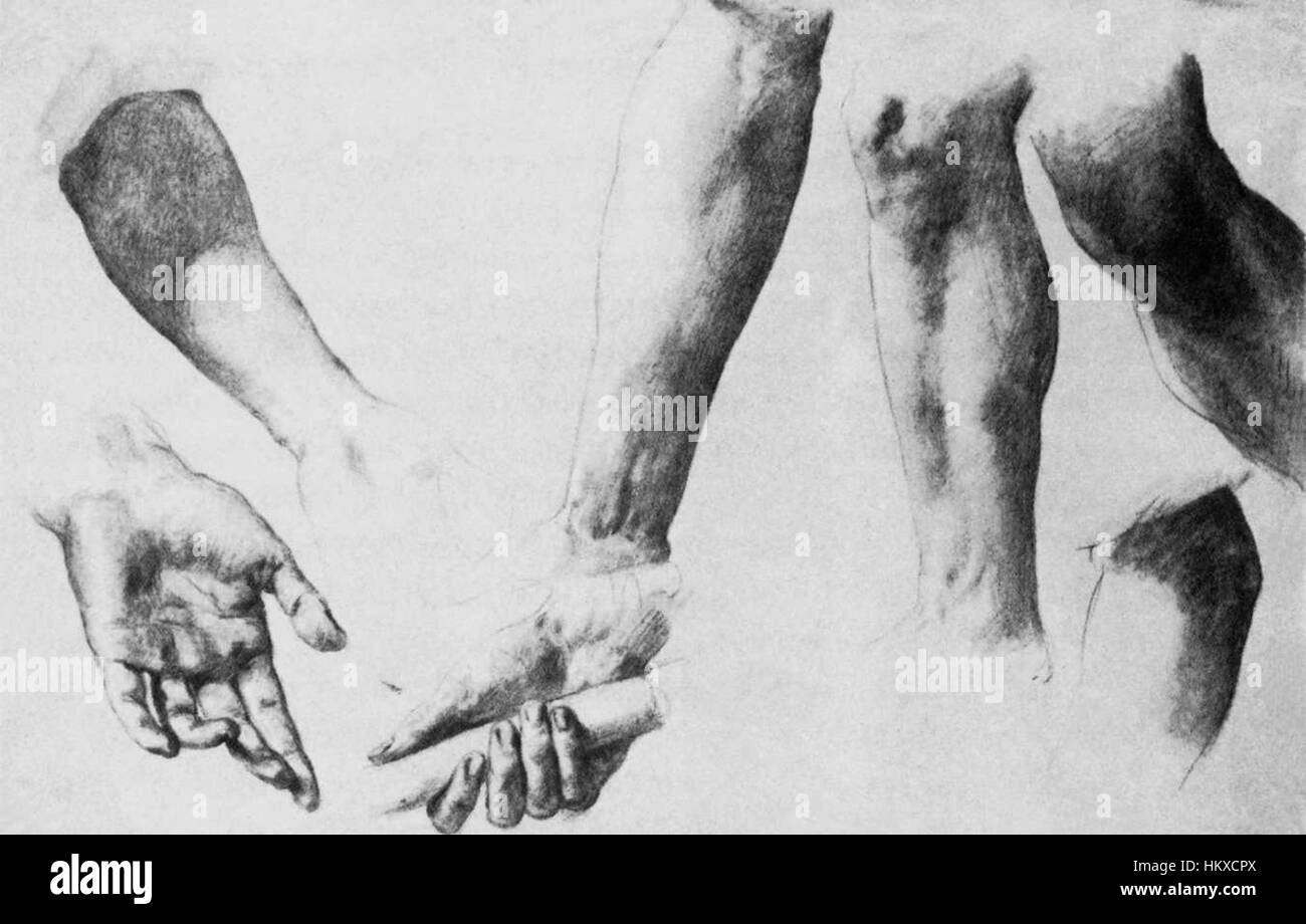 Anatomy of arm drawing hi-res stock photography and images - Alamy