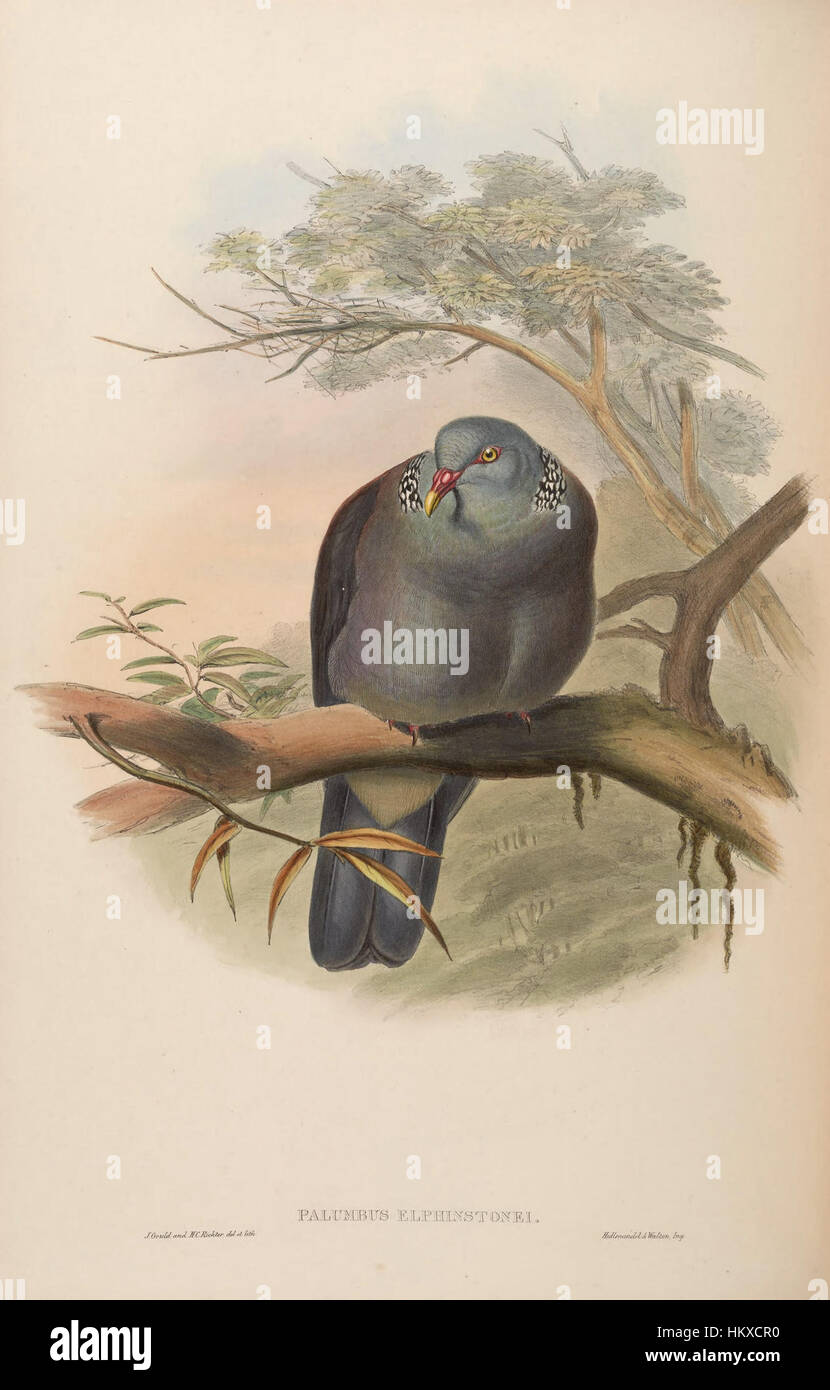 This artwork titled 'Birds of Asia' by John Gould features a detailed ...