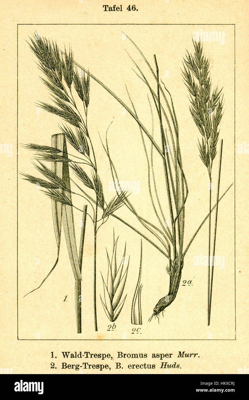 This botanical drawing showcases Bromus erectus asper, a species of ...