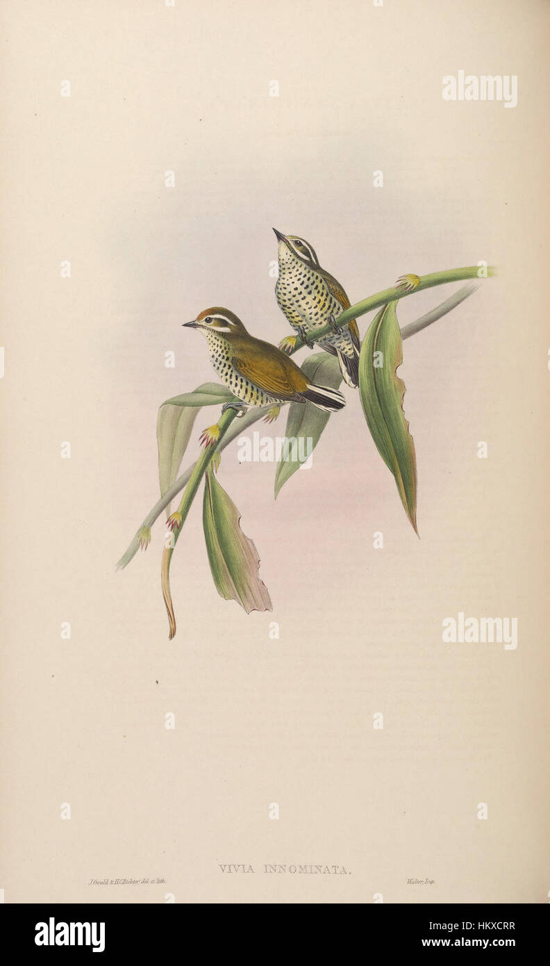 This artwork titled 'Birds Asia John Go VIGoul 0164' depicts various ...