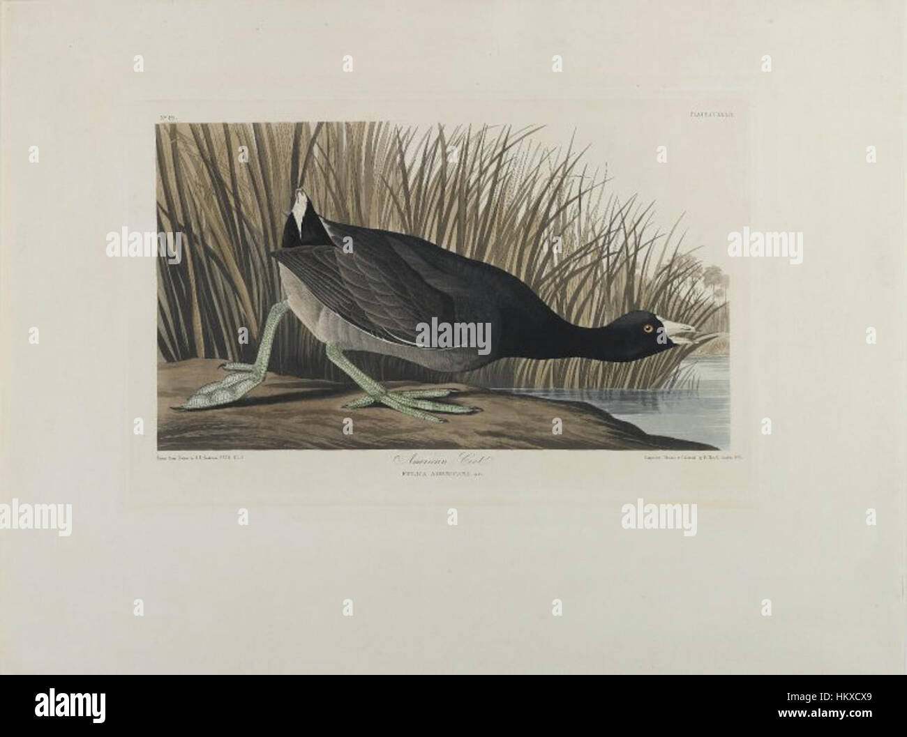 A painting of the American Coot by John J. Audubon, featured in the ...