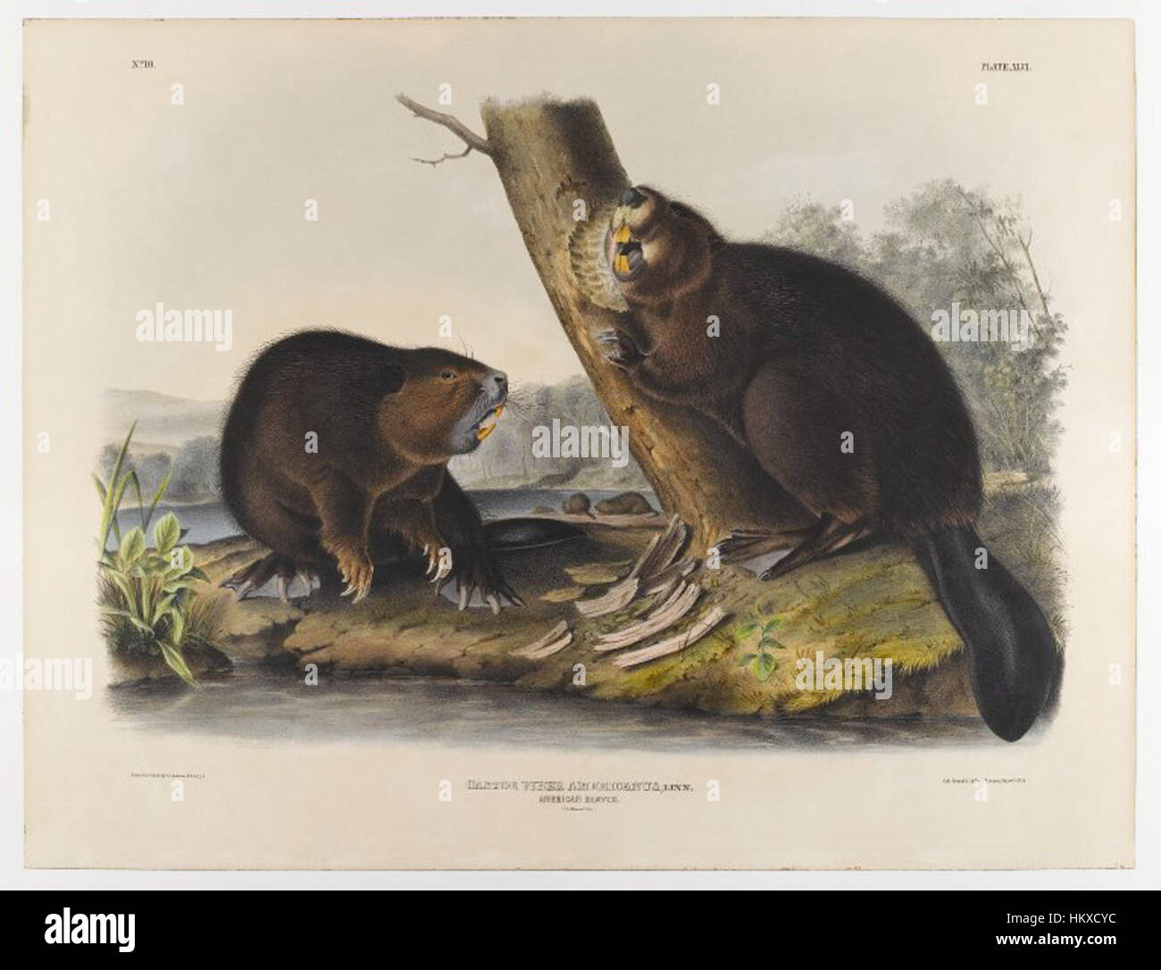 A painting by John J. Audubon depicting the American Beaver. The work ...