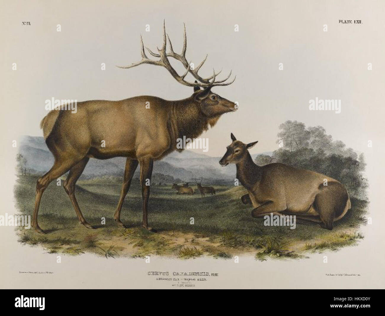 North american wildlife paintings hi-res stock photography and images ...
