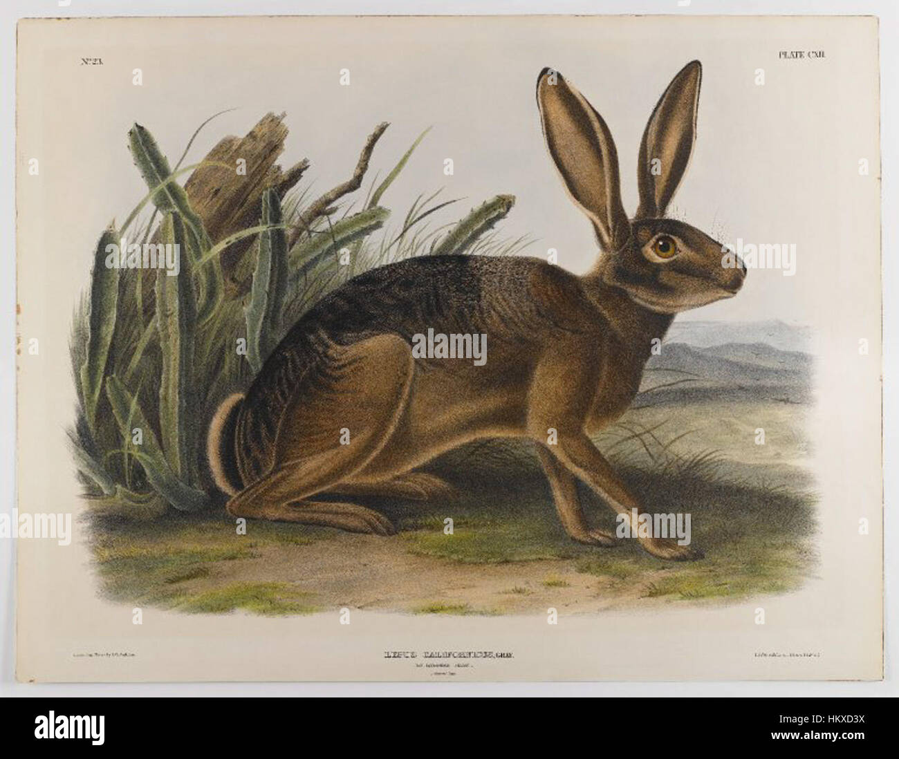 This illustration of the California Hare by John J. Audubon is part of ...