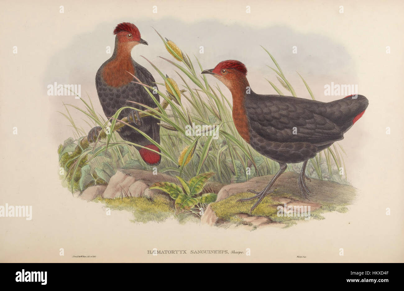 This artwork, titled *Birds Asia*, features an intricate depiction of ...