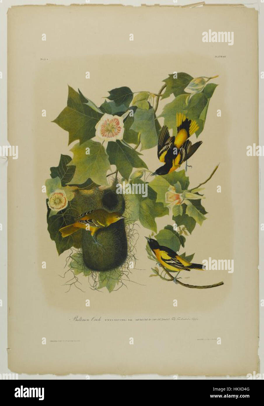 This painting of a Baltimore Oriole by John J. Audubon captures the ...