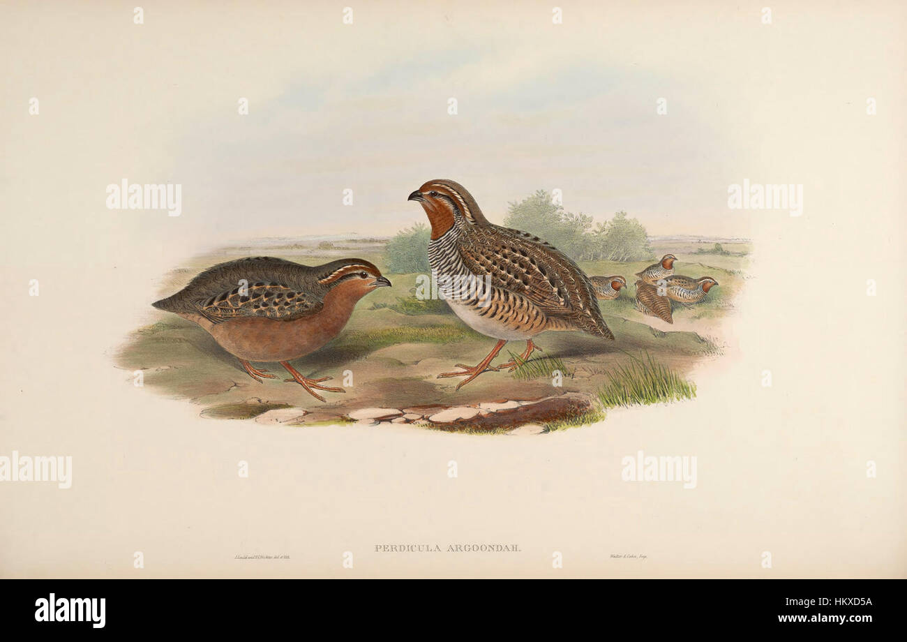 This artwork, *Birds of Asia*, is a representation of various species ...