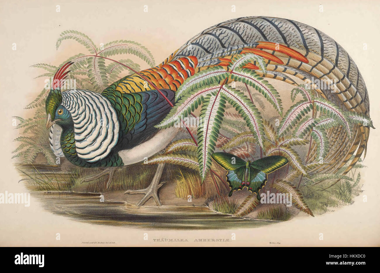 This artwork depicts birds native to Asia, illustrated with a focus on ...