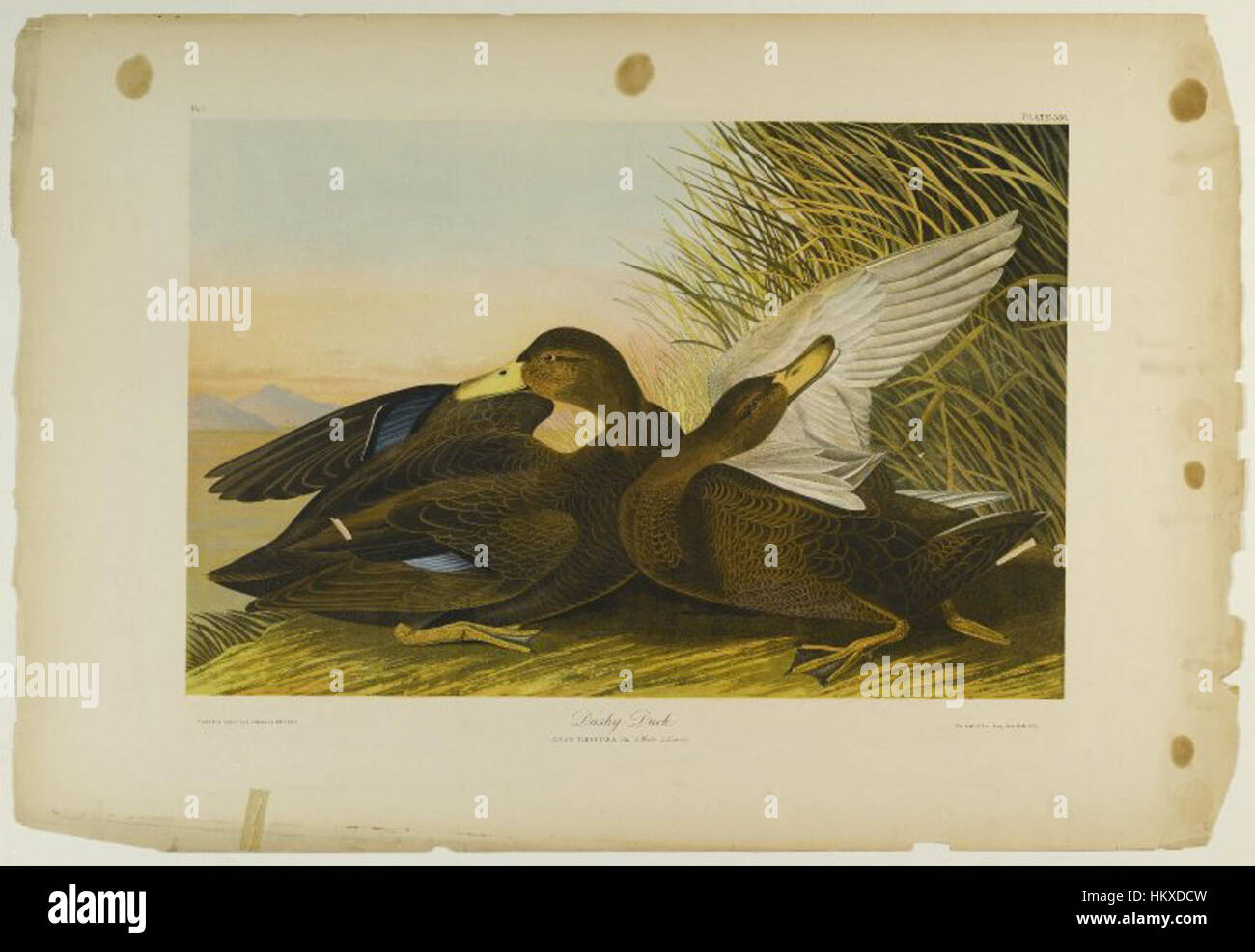 A painting of the Dusky Duck by John J. Audubon, showcasing the bird in ...