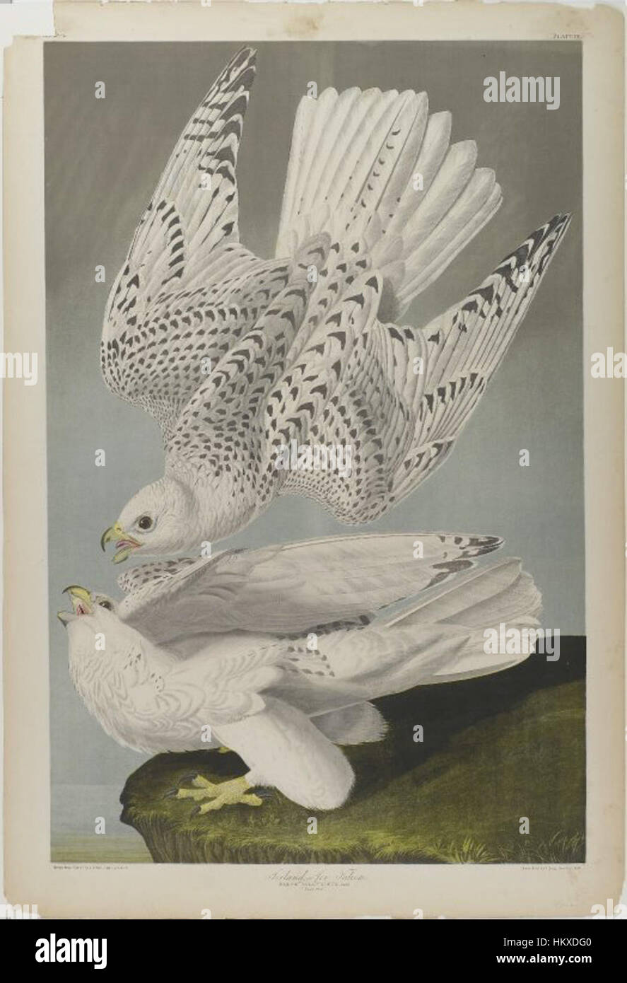 John J. Audubon's 'Iceland or Jer Falcon' is a detailed illustration of ...
