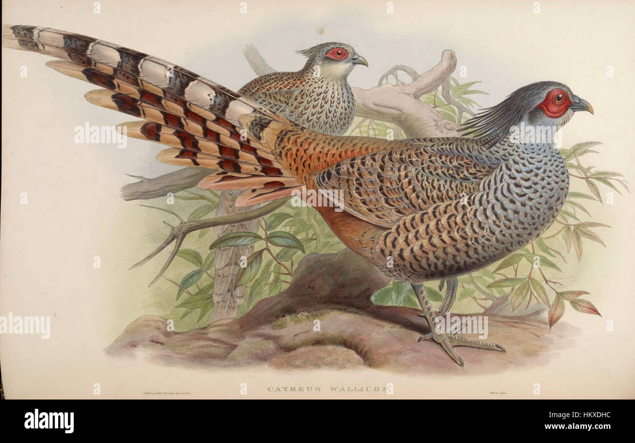 This work depicts various species of birds native to Asia, highlighting ...