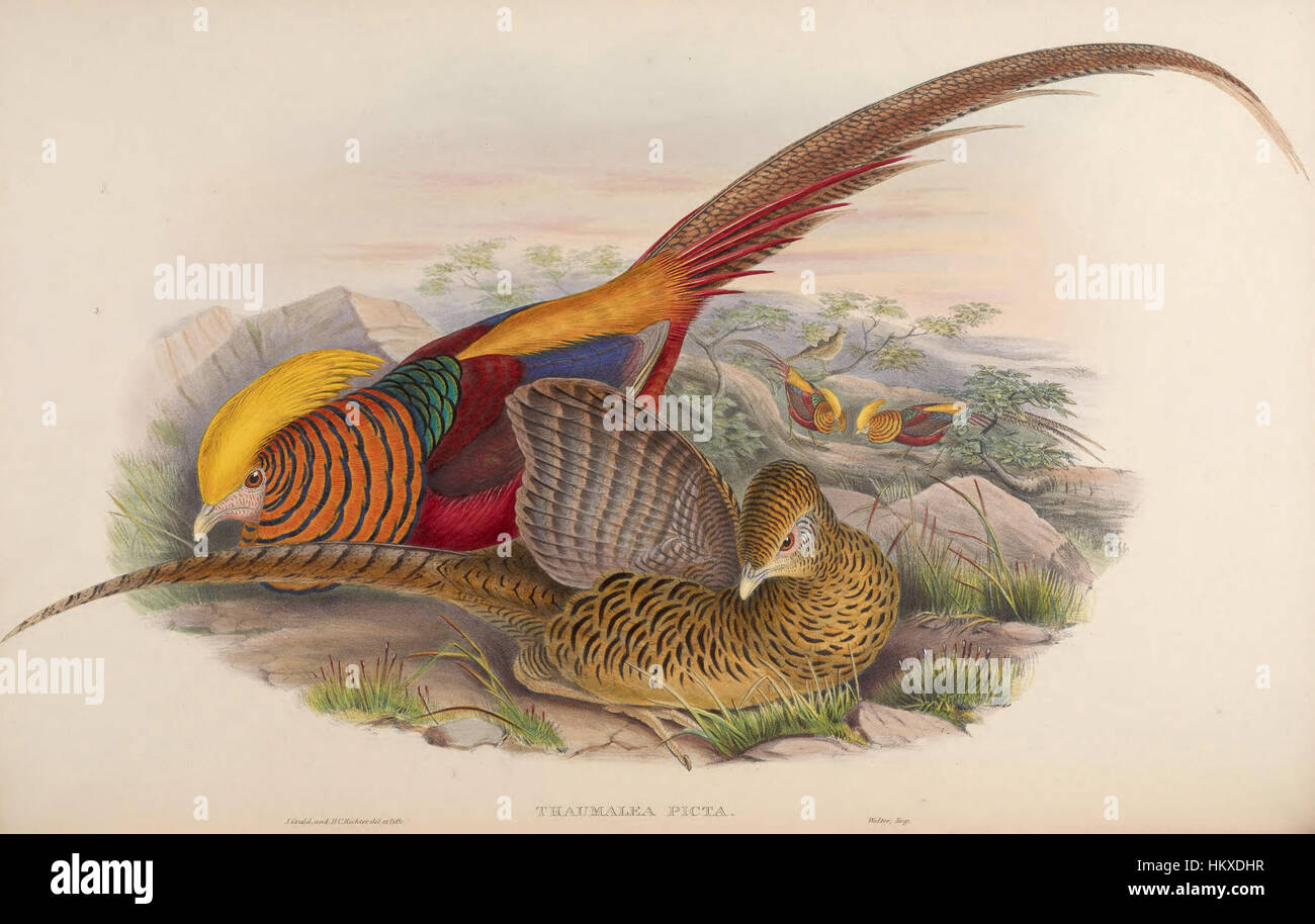 This artwork showcases a representation of various bird species from ...