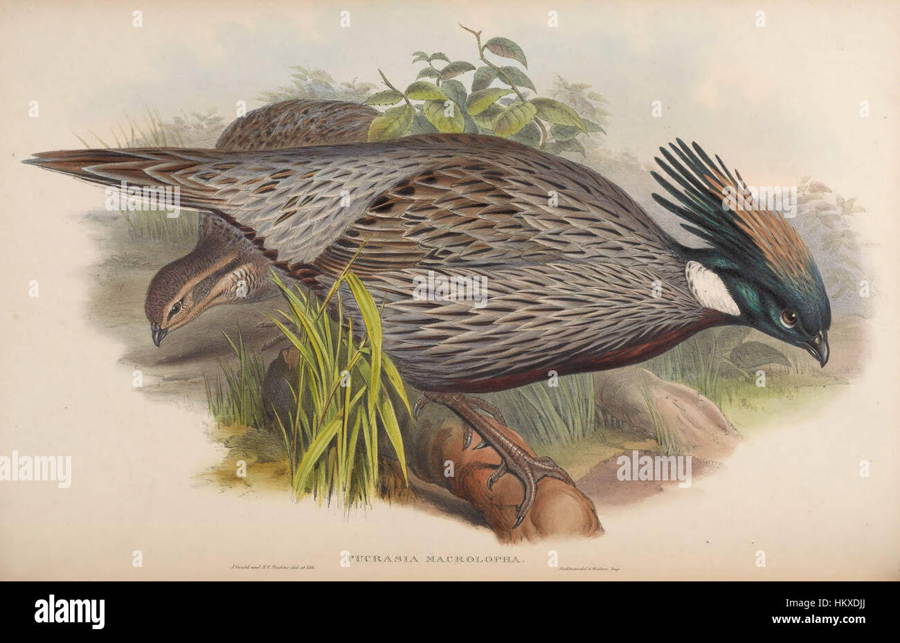 This artwork features birds of Asia, with a focus on species native to ...