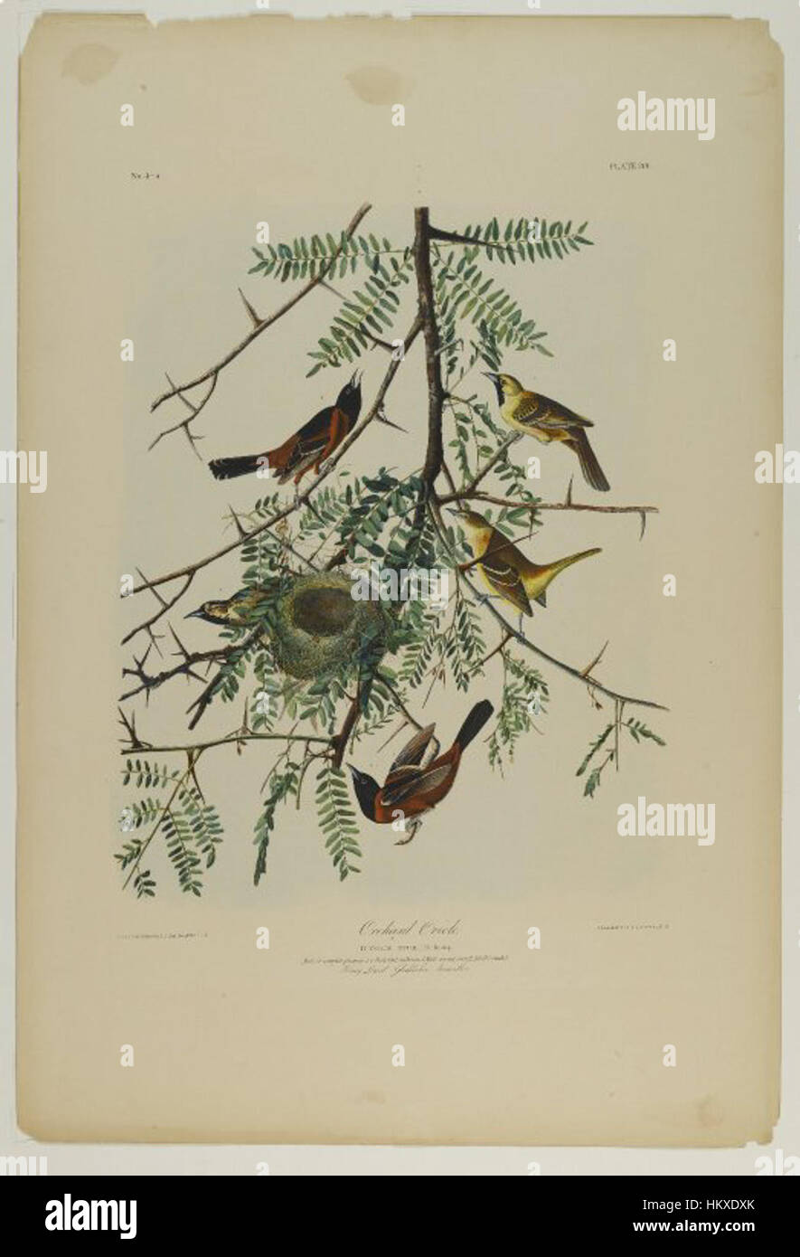 This artwork by John J. Audubon features the Orchard Oriole, one of the ...