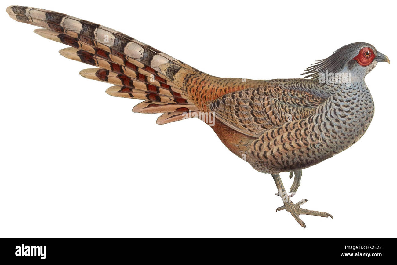 Illustration of the bird species Catreus wallichii, commonly known as ...
