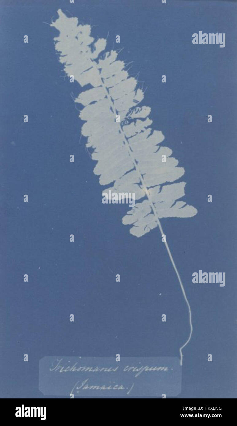 Anna atkins hi-res stock photography and images - Alamy