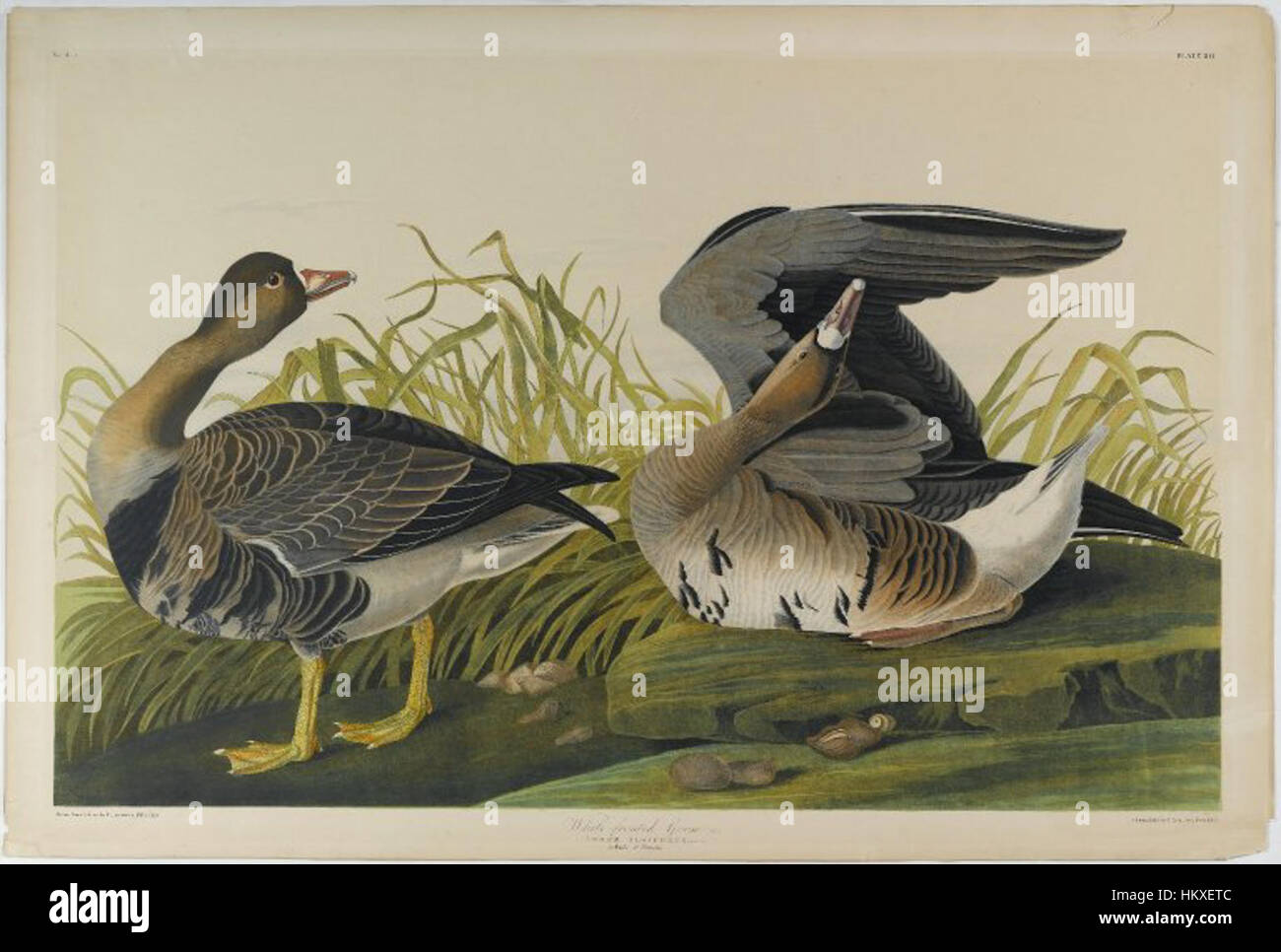 John J. Audubon’s 'White-fronted Goose' is part of his renowned ...