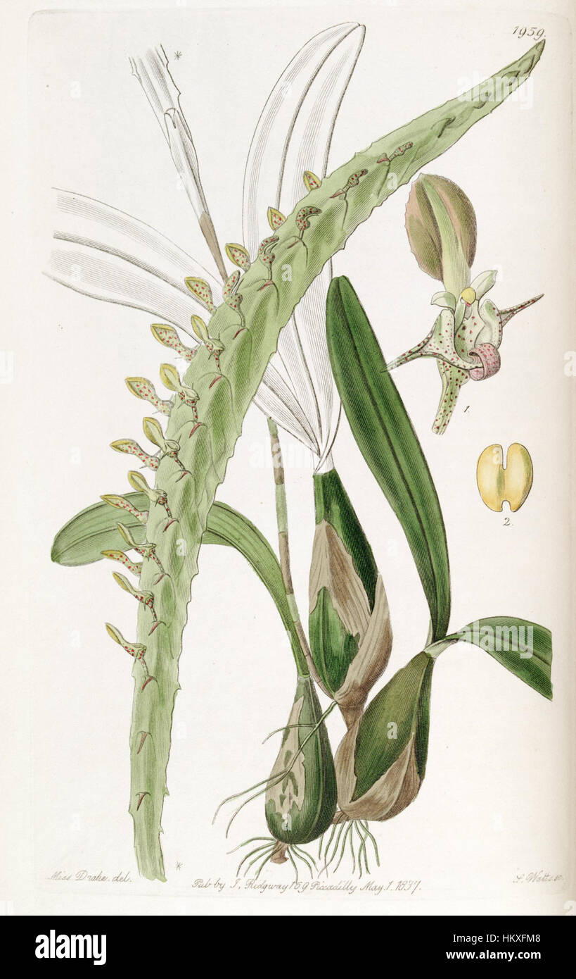 An illustration from Edwards' botanical publication showing ...