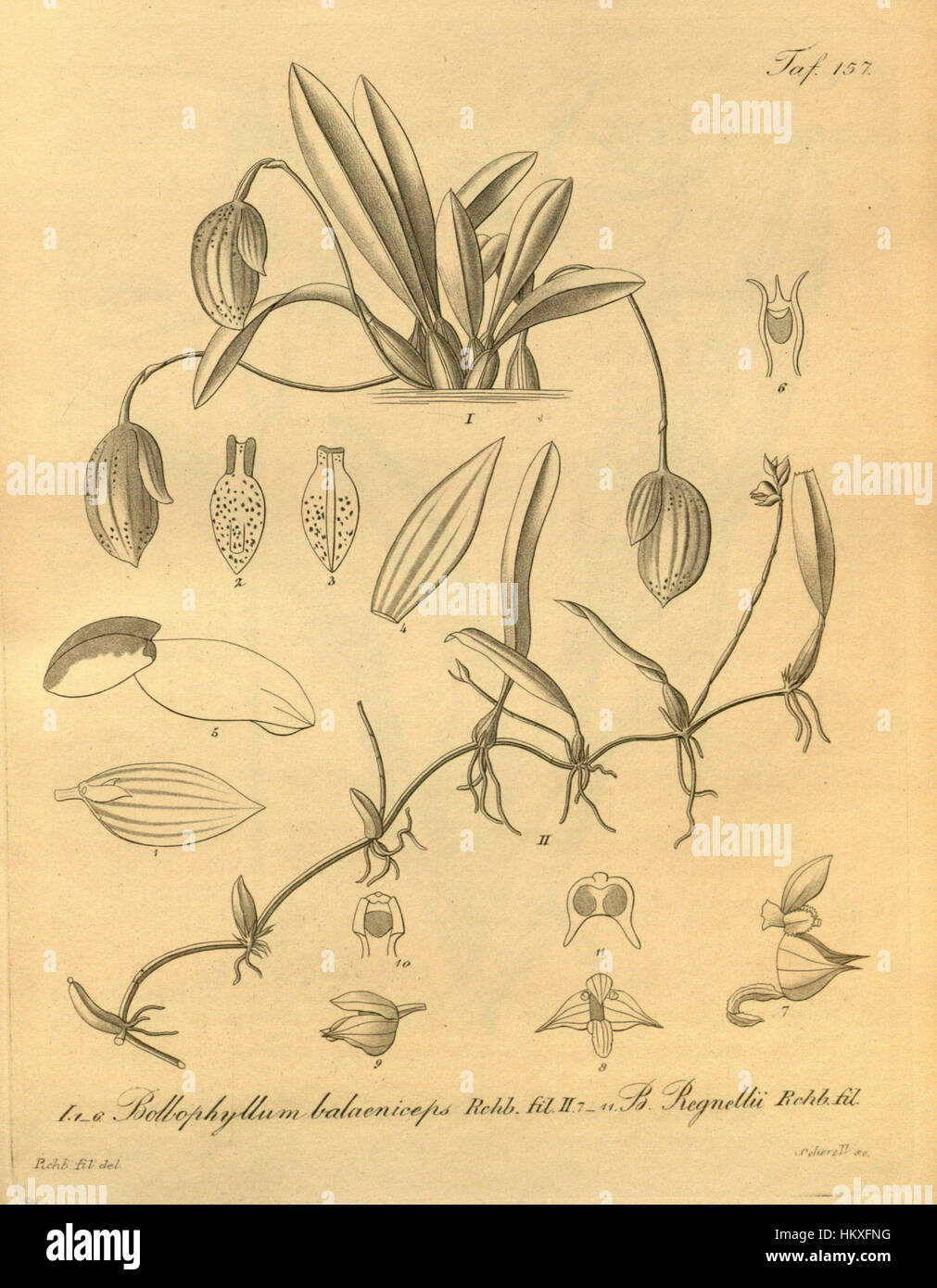 This botanical illustration from *Xenia* features the *Bulbophyllum ...