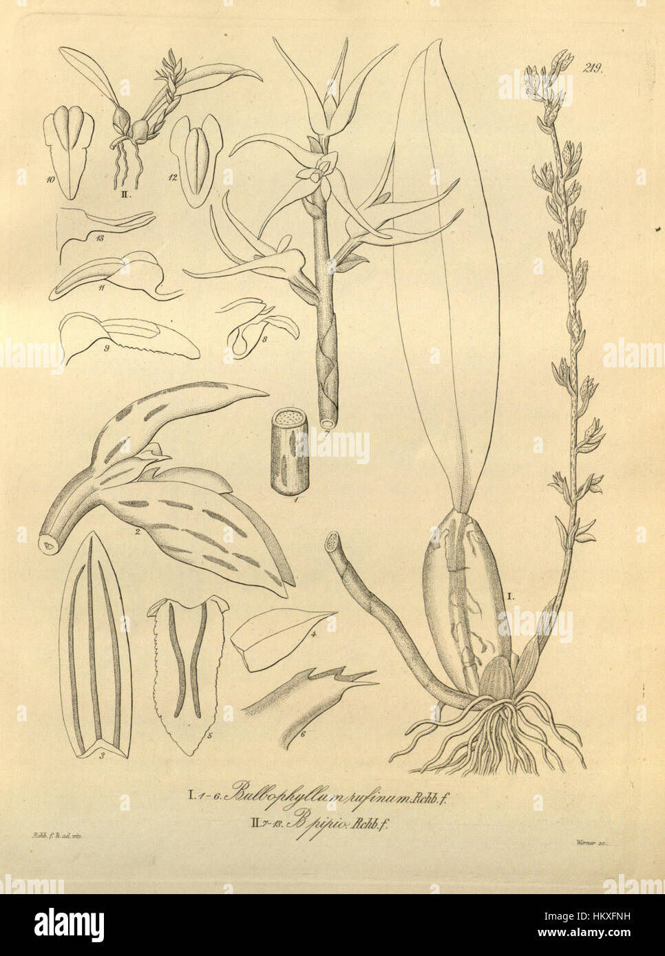 This botanical illustration showcases two species of orchids ...