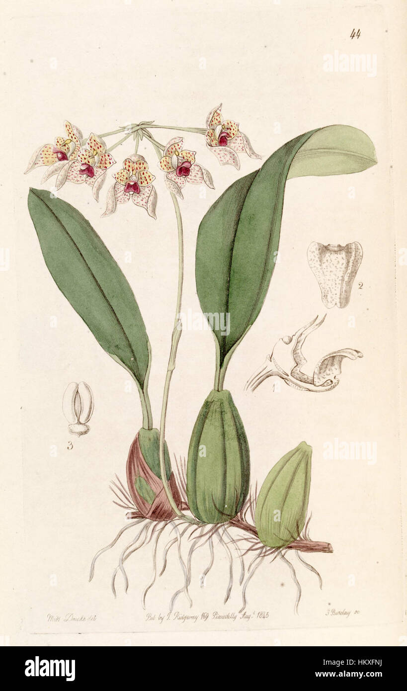 This botanical illustration from Edwards's Botanical Register (1845 ...