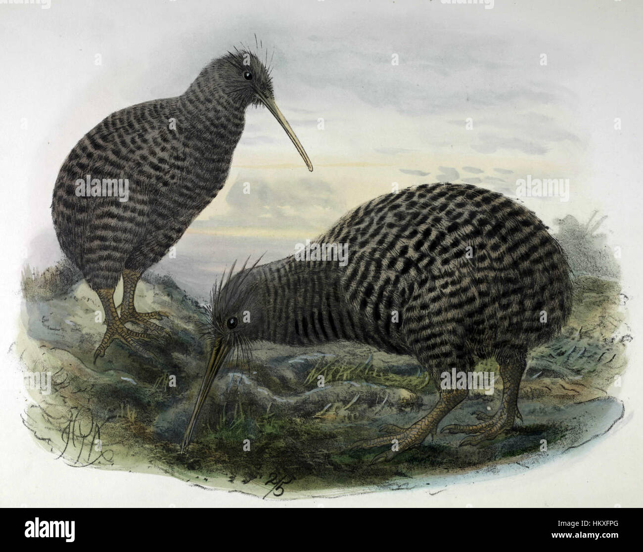 Buller's Kiwis, painted by Walter Buller, depicts the iconic native ...
