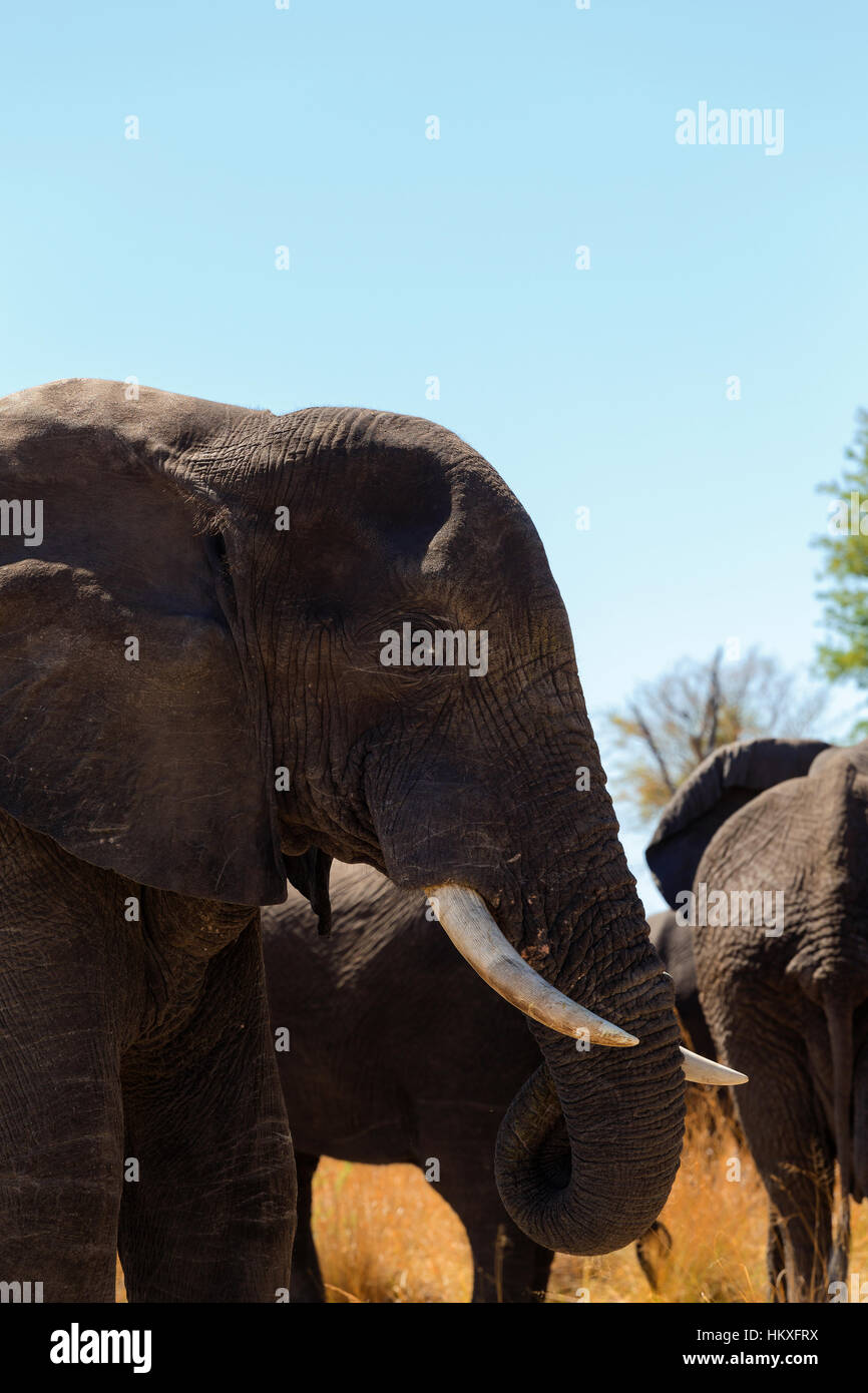 African elephant, Loxodonta in Caprivi strip game park, Nambwa Namibia ...