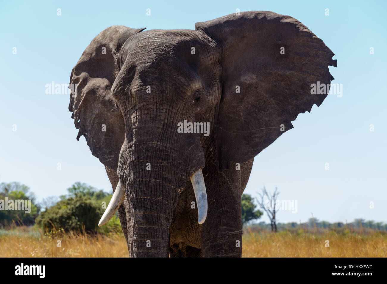 African elephant, Loxodonta in Caprivi strip game park, Nambwa Namibia ...