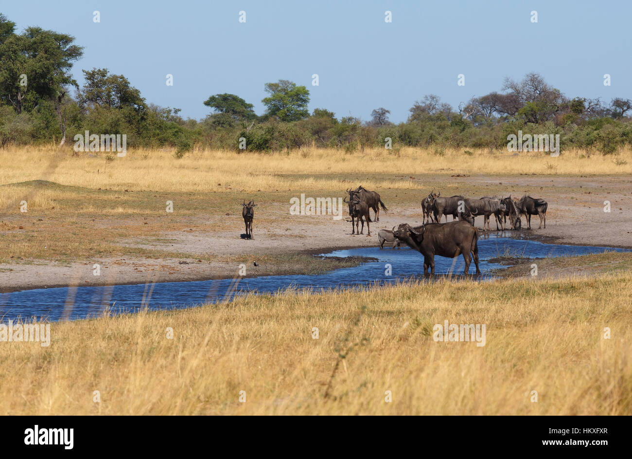 wild Wildebeest and buffalo, Gnu Caprivi strip game park, Nambwa ...