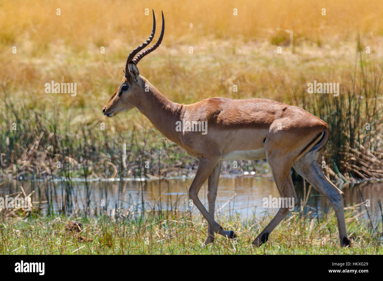 Caprivi animal hi-res stock photography and images - Alamy