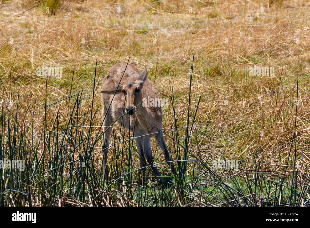 Caprivi animal hi-res stock photography and images - Alamy
