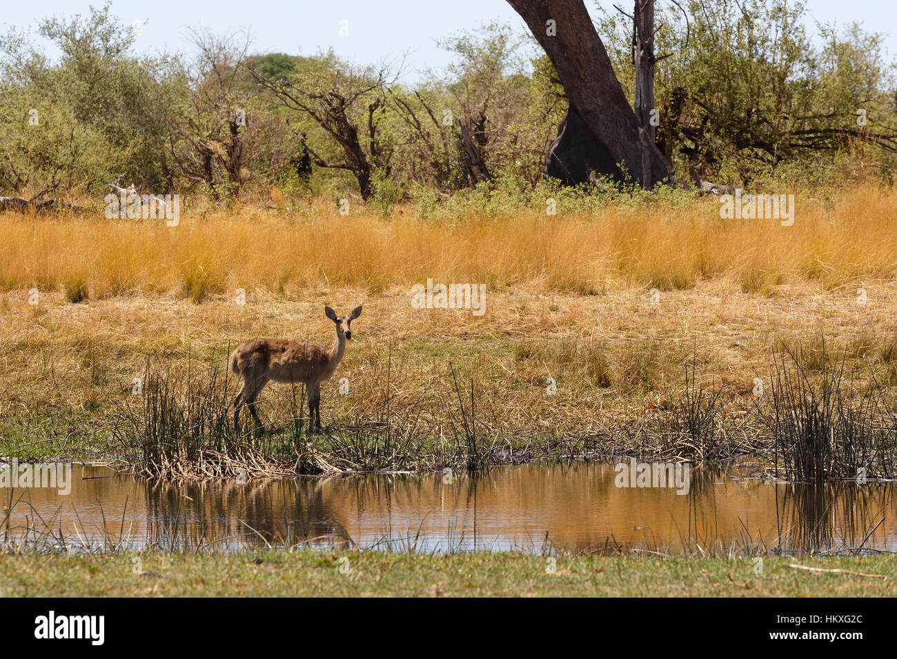 Lechwe kobus leche female botswana hi-res stock photography and images ...