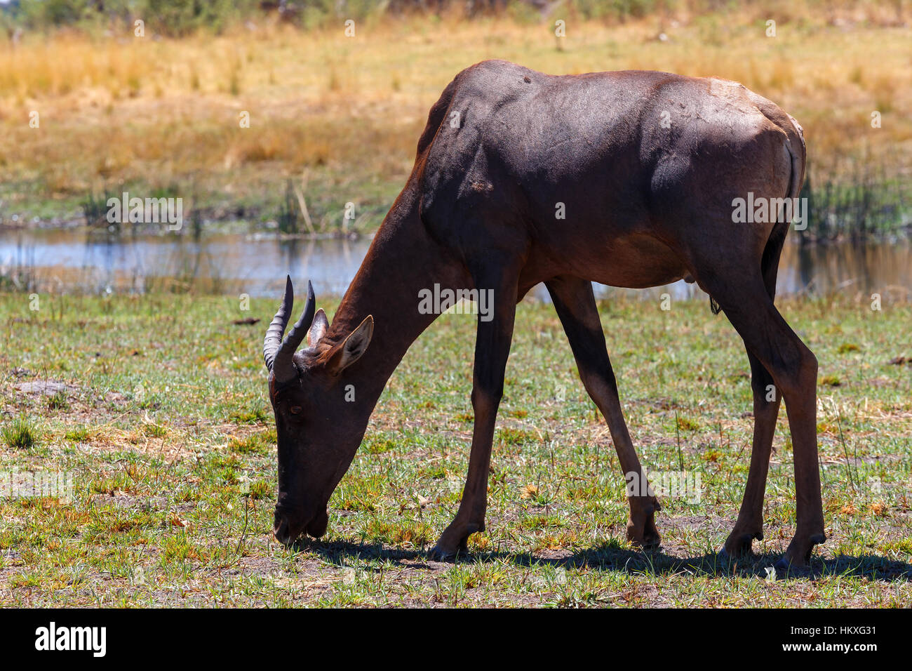antelope common Tsessebe (Damaliscus lunatus) grazing, Caprivi strip ...