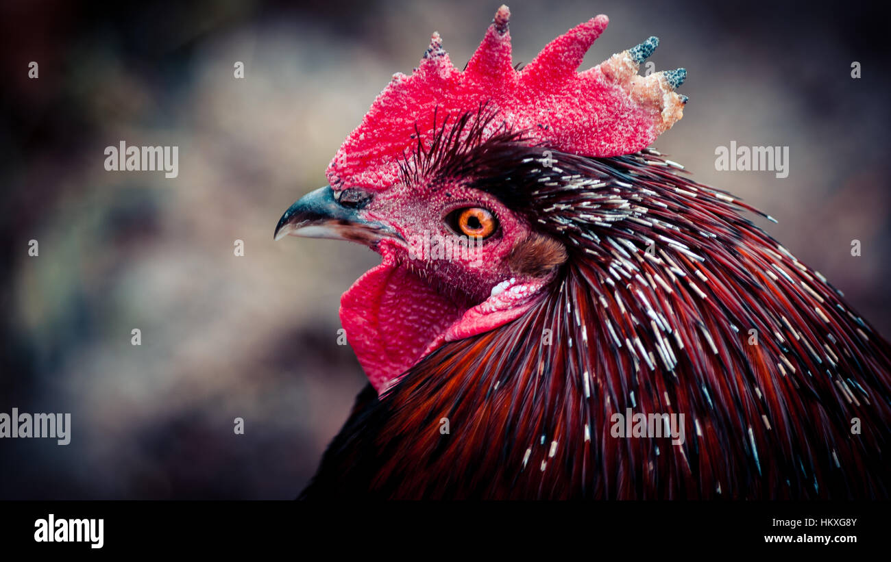 One rooster hi-res stock photography and images - Alamy