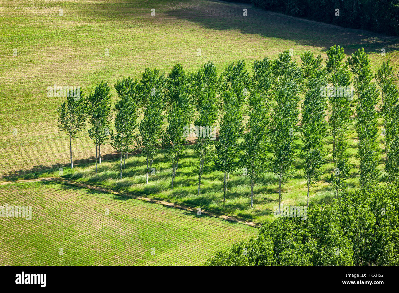 Field of regularly planted trees in springtime Stock Photo - Alamy