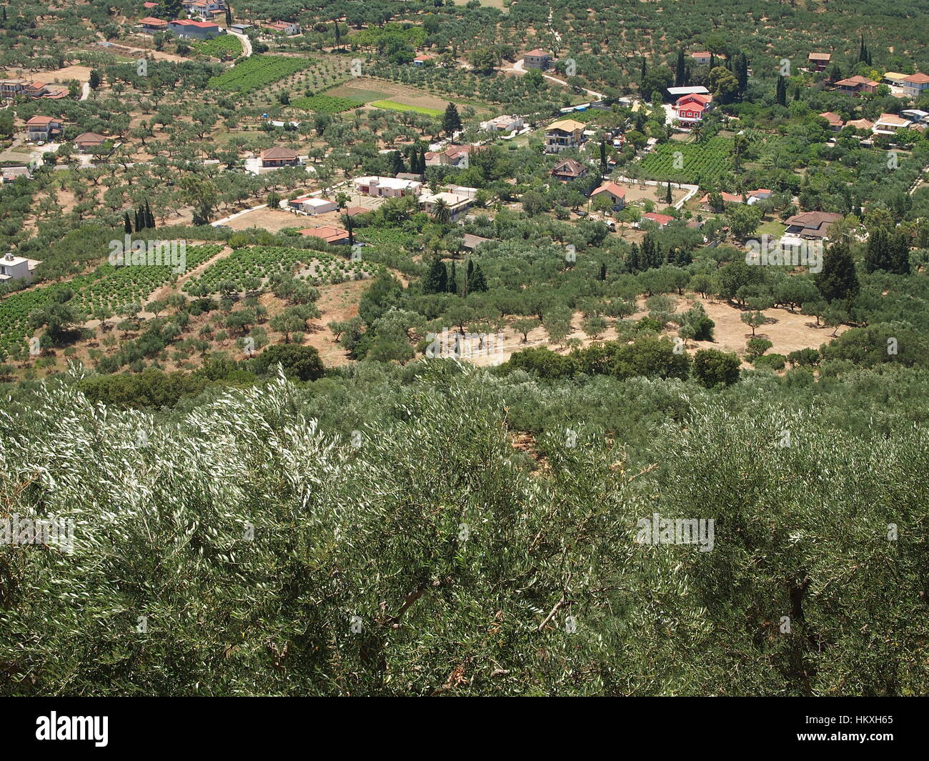 Plantation of olive trees on Zakynthos island, Greece Stock Photo - Alamy