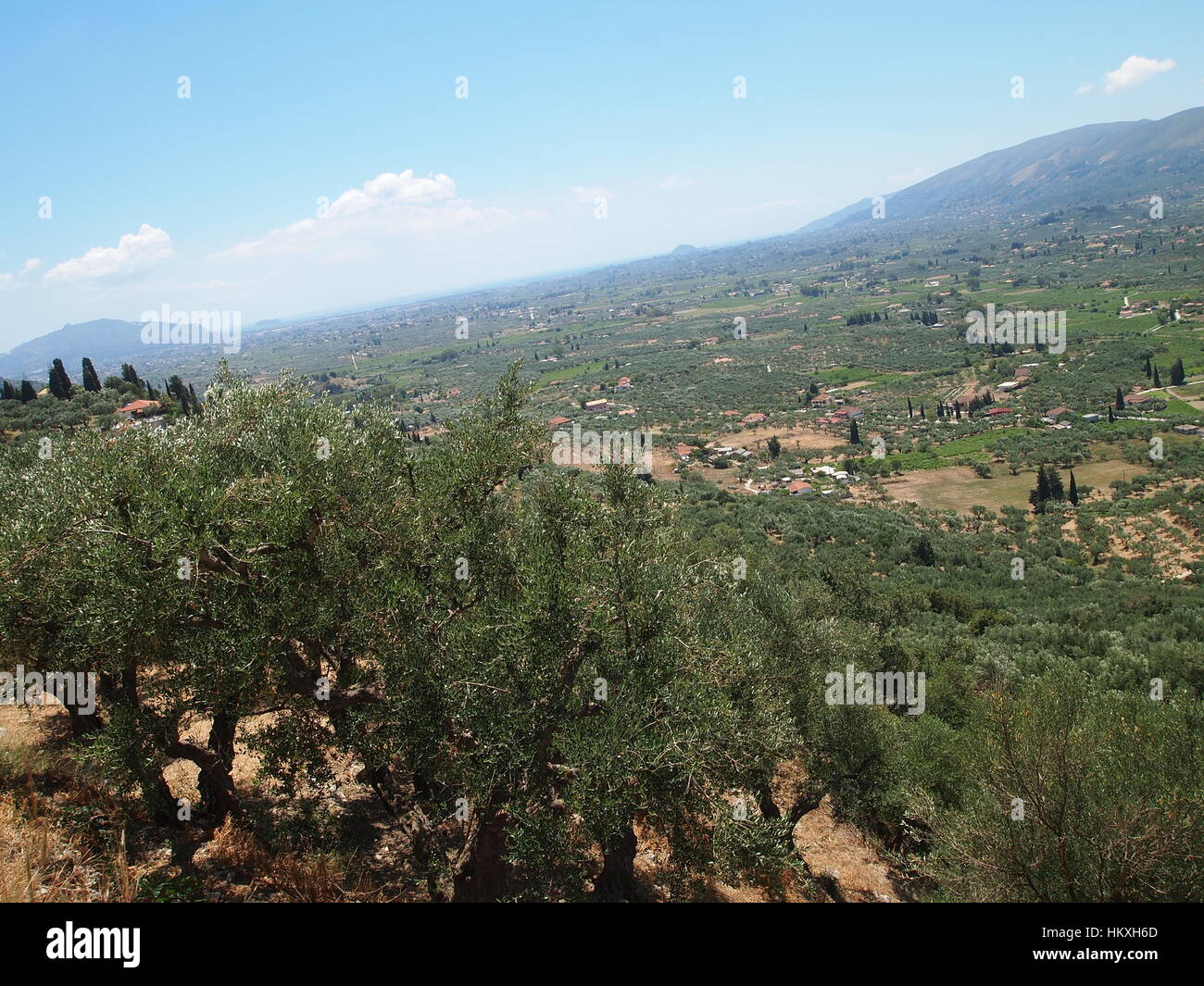 Plantation of olive trees on Zakynthos island, Greece Stock Photo - Alamy