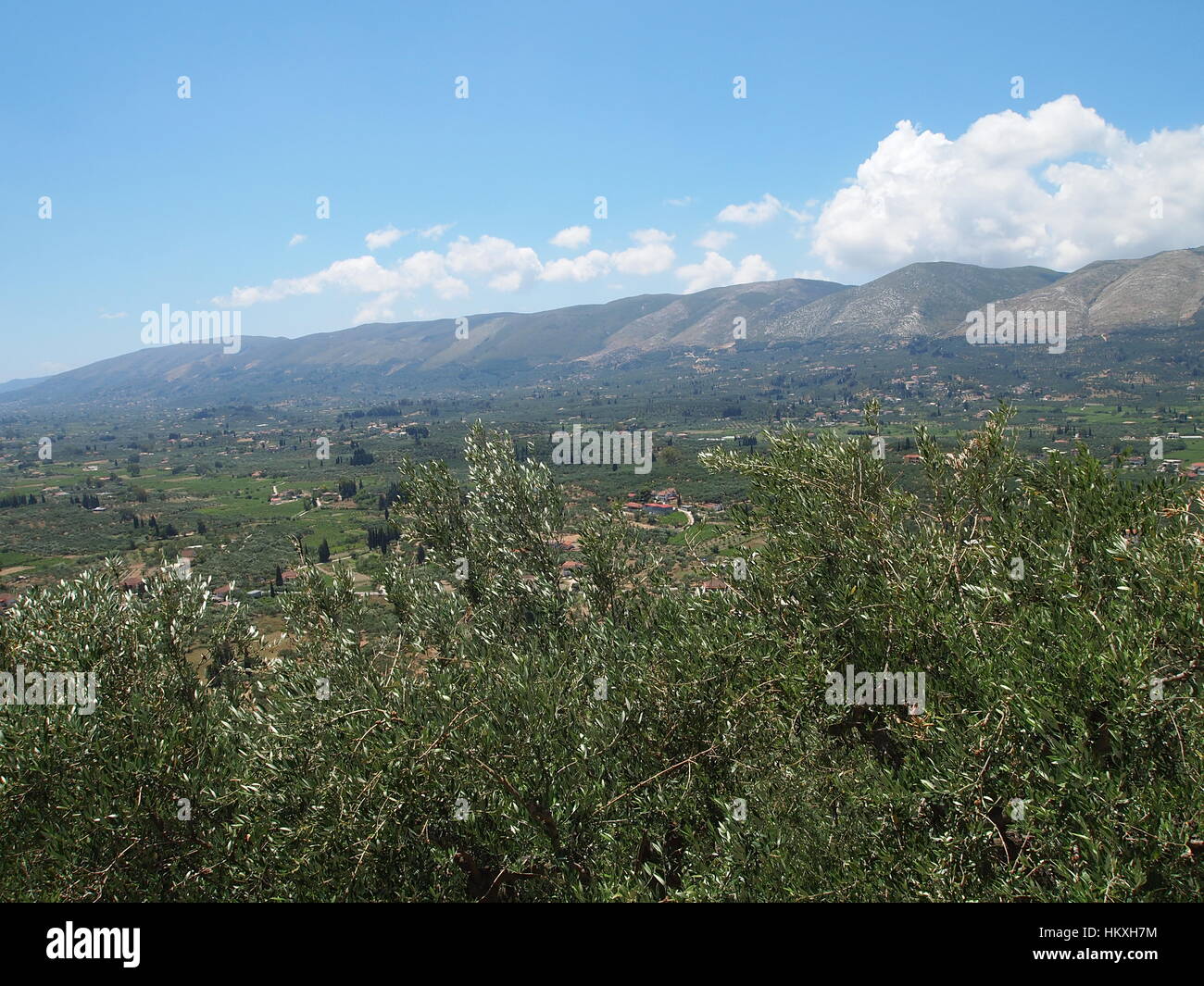 Plantation of olive trees on Zakynthos island, Greece Stock Photo - Alamy