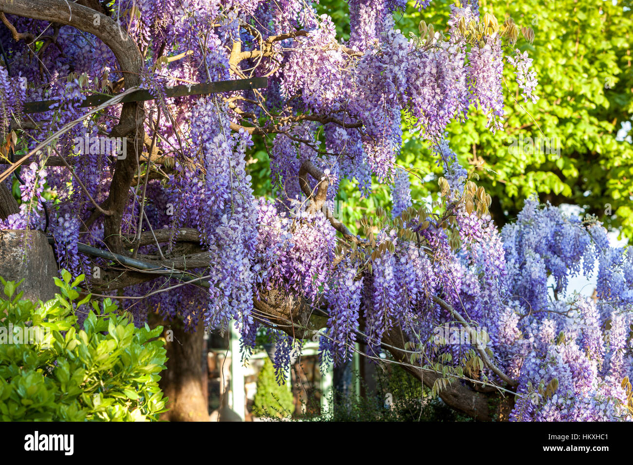 Wisteria in full bloom in spring time Stock Photo - Alamy