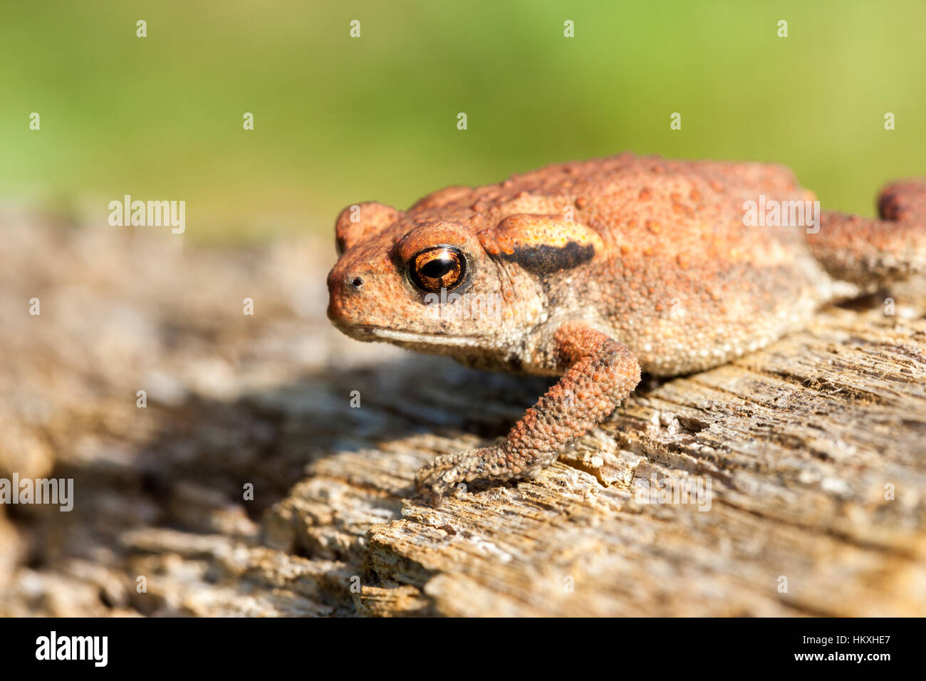 Frog on a log hi-res stock photography and images - Alamy