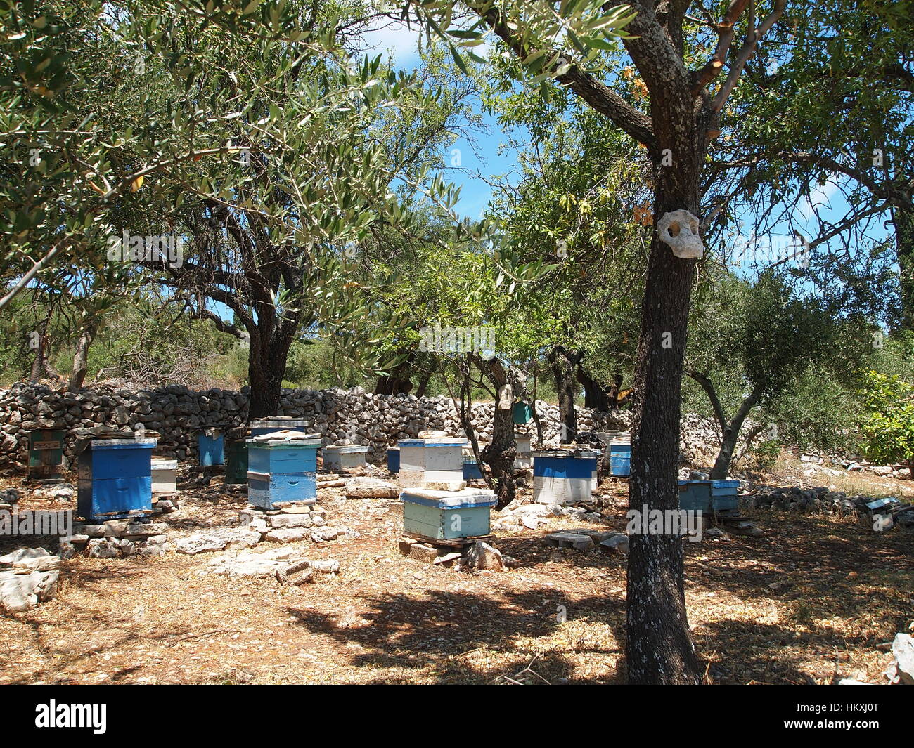 Lots of primitive beehives on a ground Stock Photo - Alamy